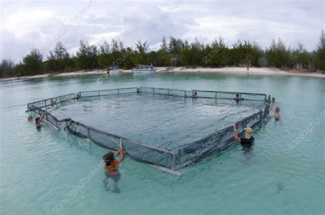 A Net For Turtle Research Stock Image C015 3563 Science Photo Library