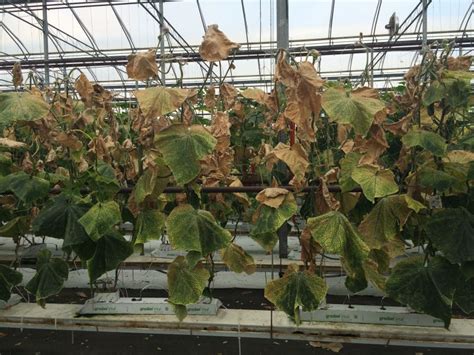 Litza Coello On Linkedin Throwback