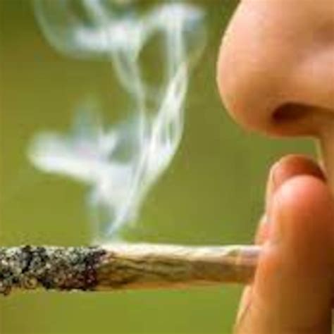 Hallan En Indonesia A Un Elefante De Sumatra Decapitado Infobae