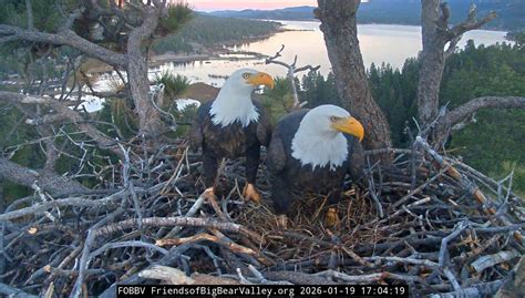 Big Bear Lake Eagles Jackie And Shadow Begin Mating Vocals After Loss
