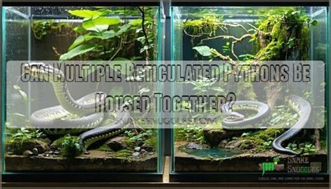 Reticulated Python Care Requirements Complete Guide For Beginners