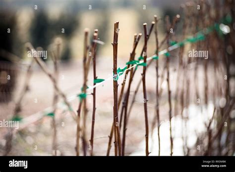 Raspberry Canes Hi Res Stock Photography And Images Alamy