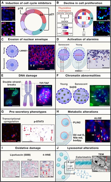 Guidelines For Minimal Information On Cellular Senescence