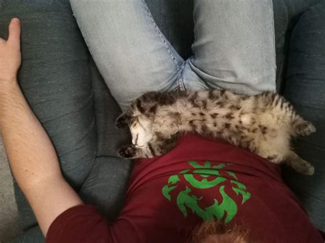 malfunctioning mini model r standardissuecat