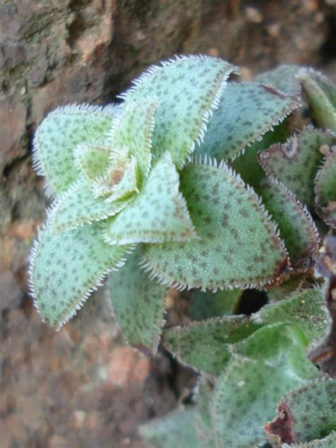 Crassula Setulosa Hairy Cushion Crassula World Of Succulents