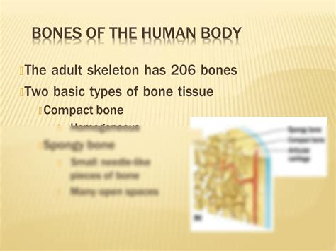 SOLUTION Skeletal System Brief Studypool