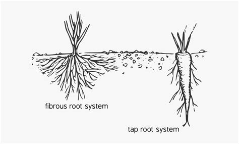 Root Types Fibrous Tap Free Transparent Clipart ClipartKey