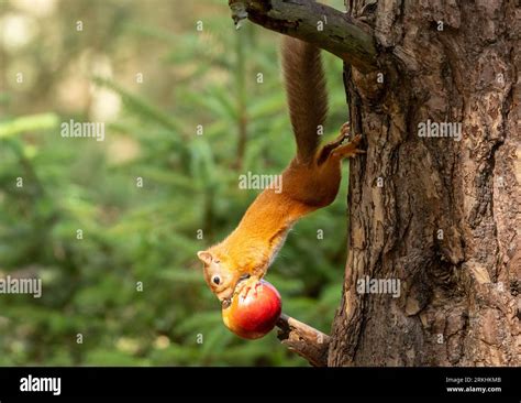 Cute Little Scottish Red Squirrel Eating A Juicy Red Apple On The