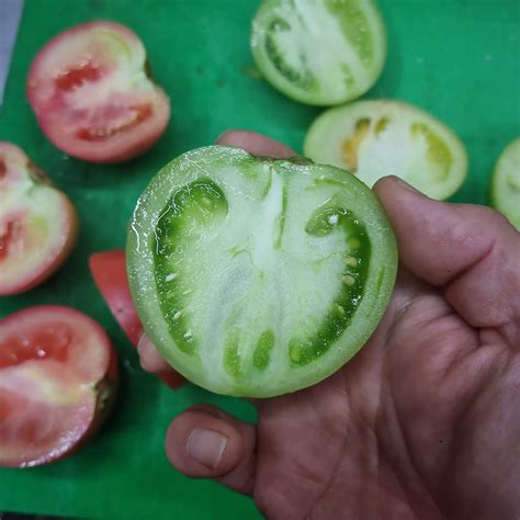 요즘 토마토가 비싸 난 토마토를 시켰어 그런데 🍋‍🟩🍋‍🟩🍋‍🟩🍋‍🟩🍋‍🟩 새로운 품종이겠지 그렇겠지 🍀이색이맞아 요리20년찬데 첨보는 품종이네 아오리 토마토 그런