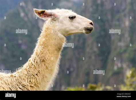 Llama Head And Neck