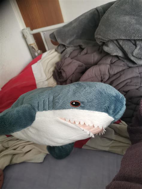 My blåhaj and a trans flag but the colours are from a picture of a ...