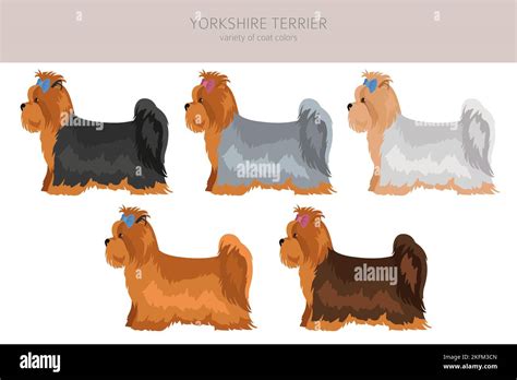 Yorkie Coats And Colors