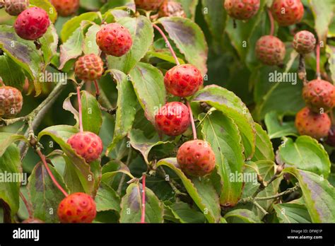 Tree With Red Raspberry Like Fruit Raspberry