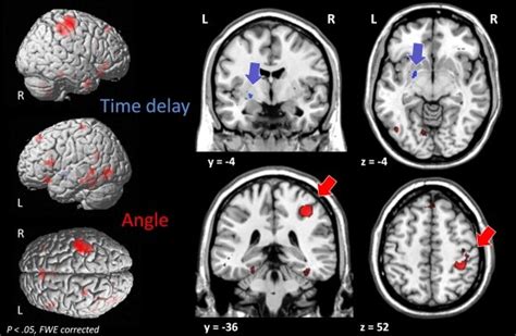the processing of spatial and temporal characteristics in relation to