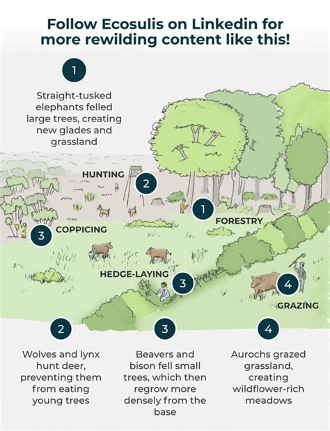 Top Most Common UK Trees