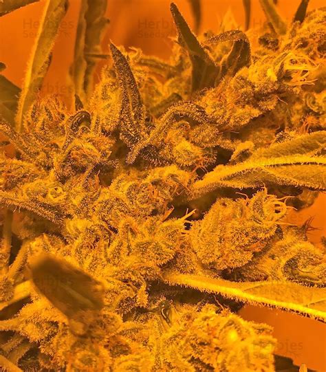 SexBud Feminized Seeds For Sale Herbies Seeds