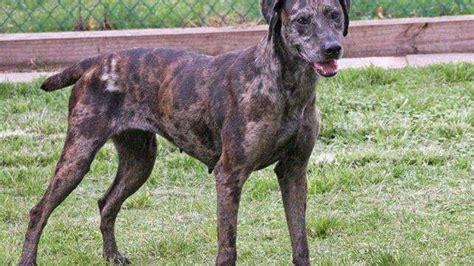 Find A Friend Jenna A 7 Year Old Bluetick Coonhoundpointer Mix