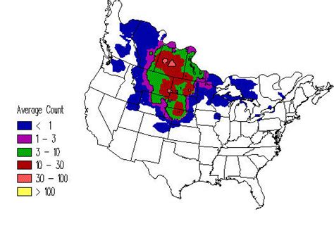 Sharp Tailed Grouse Ebirdr