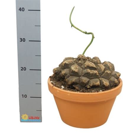Dioscorea Mexicana — Plant Wholesale Floraccess