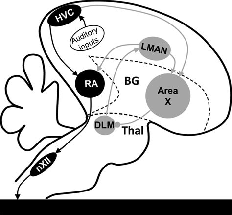 Schema Of The Neural Substrates Involved In Vocal Learning In Zebra