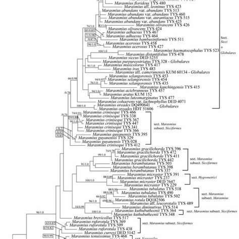 maximum likelihood tree using a gtr i g model of evolution numbers