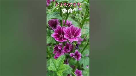 현석농원 당아욱 월동가능 Youtube