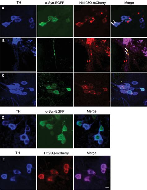Htt103q Mcherry And α Syn Egfp Co Localize And Co Aggregate When Download Scientific Diagram