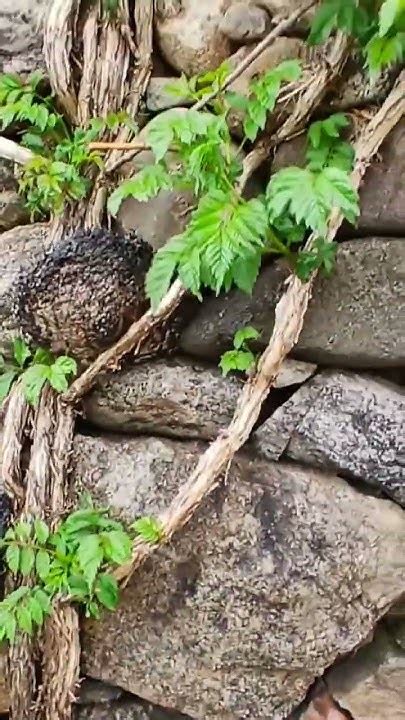 아름다운 만물은 창조주님의 선물이조 Youtube