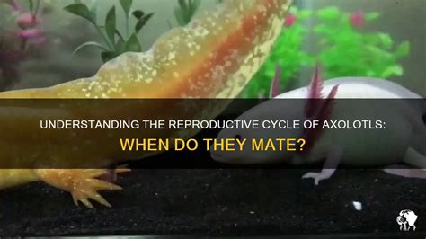 Understanding The Reproductive Cycle Of Axolotls When Do They Mate PetShun