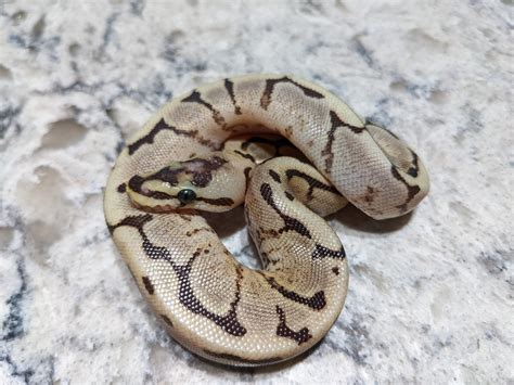 Spider Sauce Or Vanilla Ball Python By Owal Reptiles Morphmarket Spider Sauce Or Vanilla Ball Python By Owal Reptiles Morphmarket
