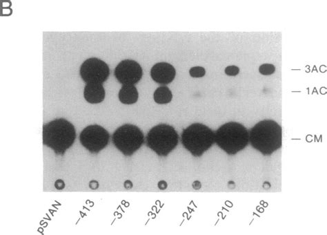 Deletion Analysis Of The Mouse C Ki Ras Promoter Region A