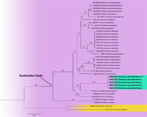 figure phylogenetic tree obtained from raxml analyses showing the