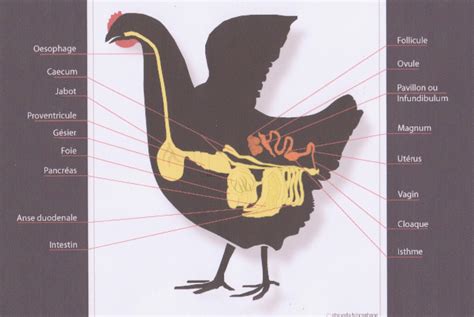 Habilis La Reproduction De La Poule