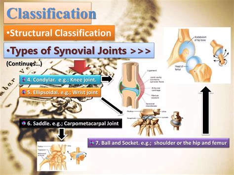 Human Joint Classification By Durba Chatterjee Ppt Human Joint Classification By Durba Chatterjee Ppt