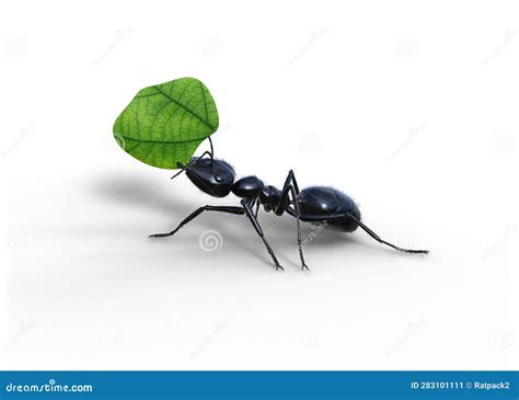 Black Garden Ant Carrying Leaf Stock Illustration Illustration Of Closeup Worker 283101111