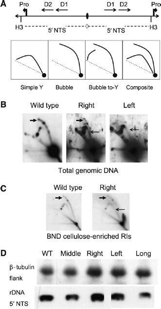 Analysis Of Rdna Replication Intermediates In 26t Rna Base Pairing Download Scientific Diagram