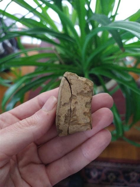 Is This A Fossil R Fossilid