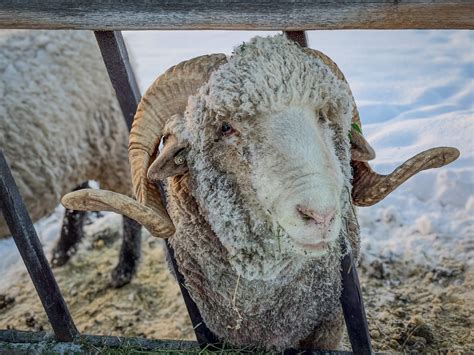 Welcome To Sheep And Goats Idaho State Department Of Agricuture