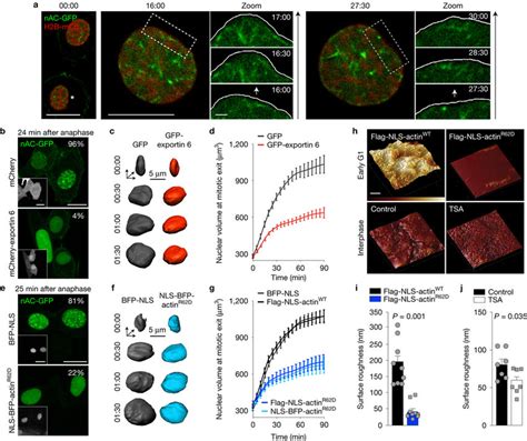 Nuclear F Actin Reshapes Nuclei And Promotes Nuclear Volume Expansion