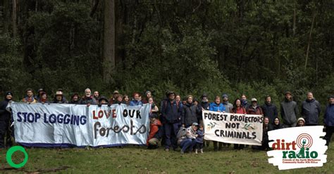 People Power Ends Native Forest Logging In Victoria Friends Of The Earth
