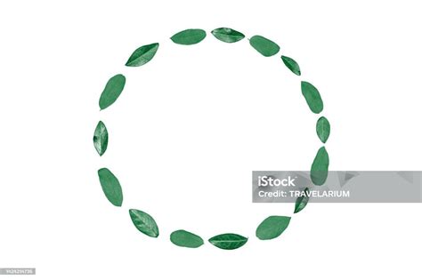 민트 녹색 잎은 흰색 배경에 고립 된 원 프레임으로 디자인 텍스트를위한 빈 복사 공간 0명에 대한 스톡 사진 및 기타 이미지 0명 개념 건강관리와 의술 Istock