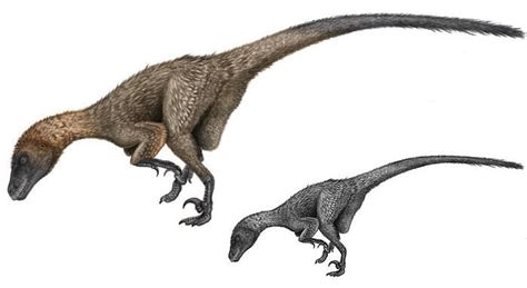 Achillobator Pictures And Facts The Dinosaur Database