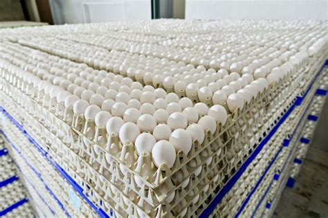 How To Feed Layers For A Longer Production Cycle And High Performance