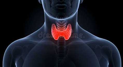 Human Body Anatomy Showing Thyroid Gland Position And Function Stock