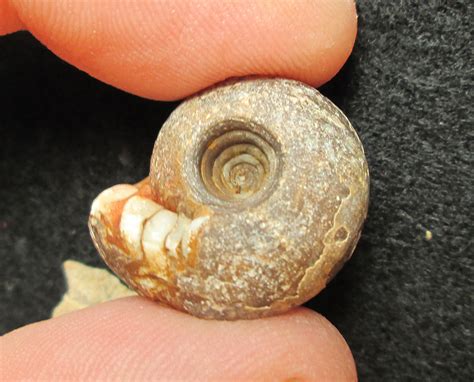 Ammonoids
