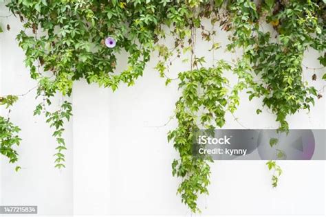 나팔꽃은 복사 공간이 있는 흰색 배경에 분리된 녹색 잎이 있습니다 기는 식물 모방하기에 대한 스톡 사진 및 기타 이미지 모방하기 배경 주제 여름 Istock