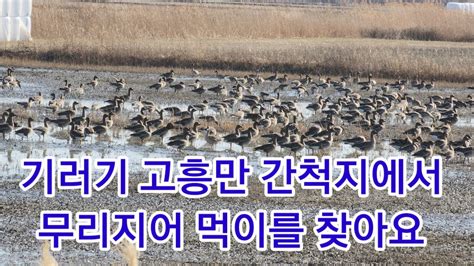 기러기 사육 논에서 하지 않고 철새 먹이 찾아와요 Youtube