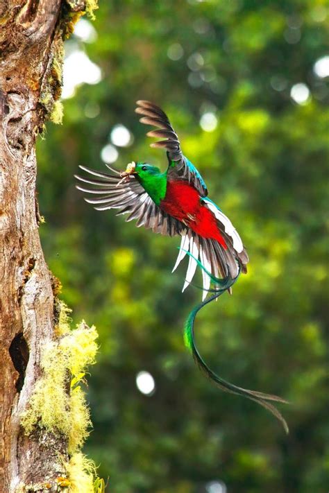 Resplendent Quetzal Birds Flying Colorful Birds Pretty Birds