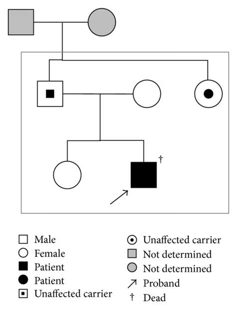 A The Pedigree Of The Patient B Rflp Analysis P Proband Fa Download Scientific Diagram