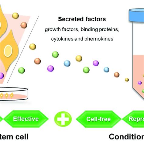Representative Advantages Of Mesenchymal Stem Cell Conditioned Medium